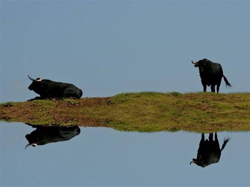 Triste y acongojado – Los Sabios del Toreo