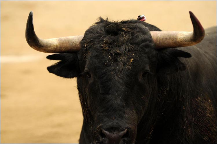 Novillos con buena presencia y peleones en Las Ventas – Los Sabios del ...