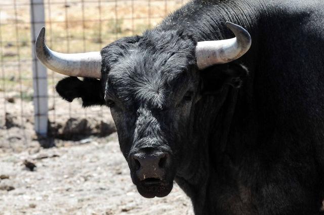 Toro de lidia – Los Sabios del Toreo