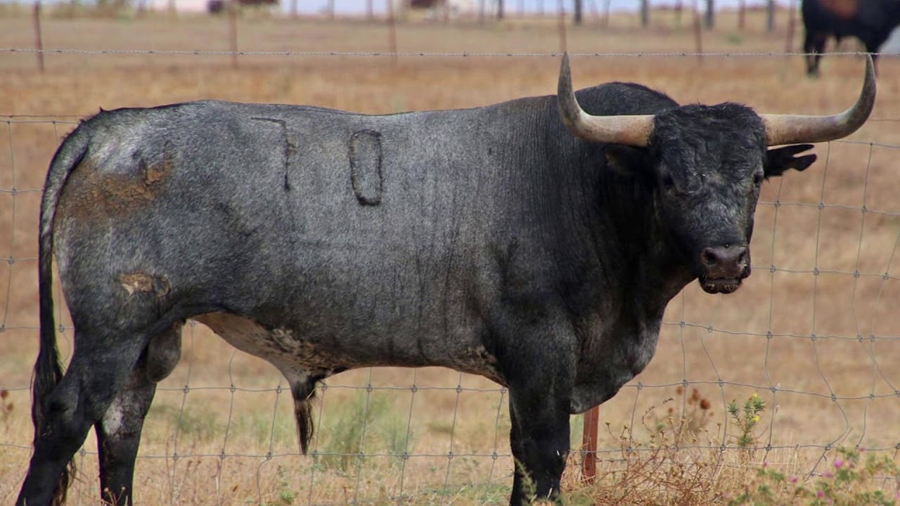 Toros MIURAS PARA PAMPLONA (Vídeo) – Para + info haz clic👆 🇪🇸 – Los ...