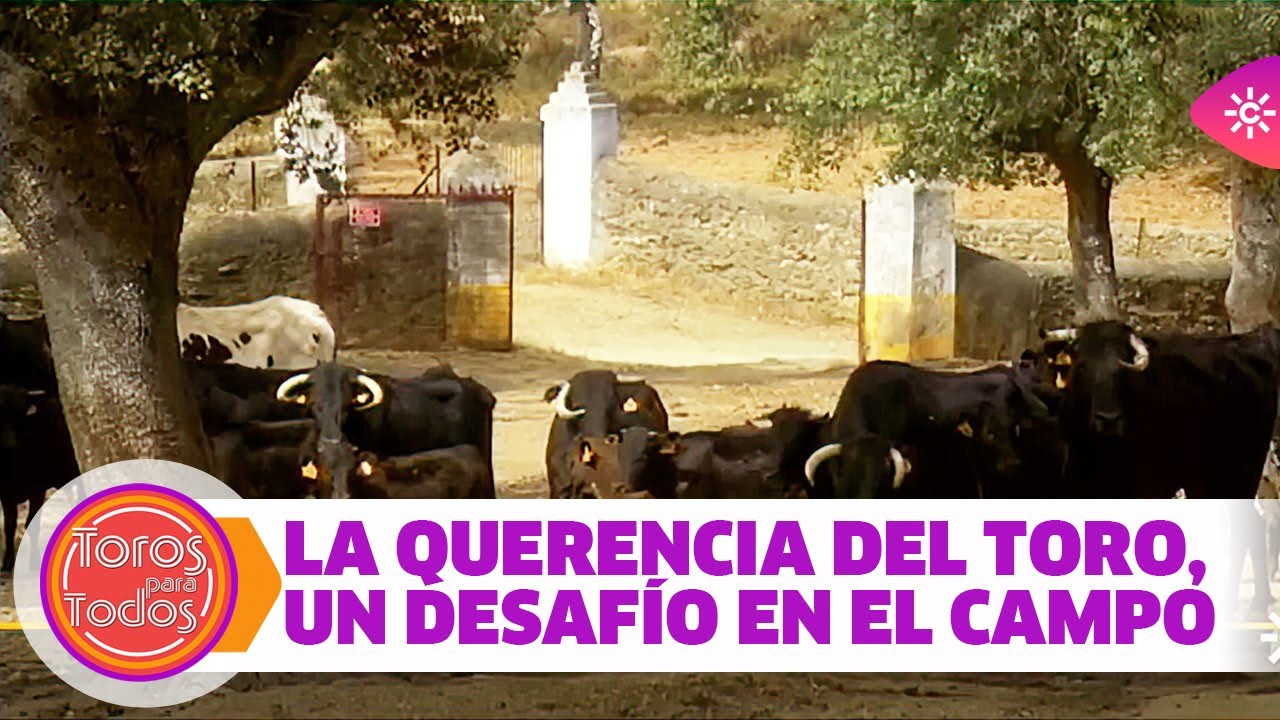 Las querencias del toro en el campo son un desafío para trabajar con el ganado (Vídeo) – Para ...