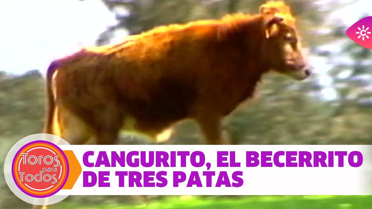 La historia de Cangurito, un becerrito bravo con tres patas (Vídeo ...