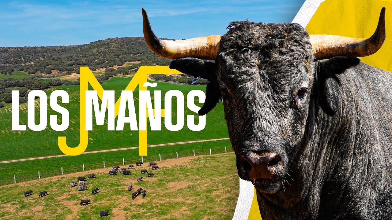 GANADERIA LOS MAÑOS – Pasión Cárdena (Vídeo) – Para + info haz clic👆 🇪🇸 – Los Sabios del Toreo