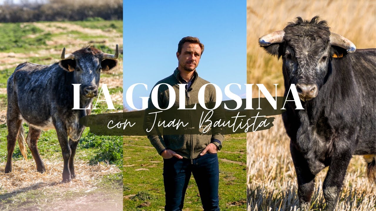 GANADERIA LA GOLOSINA, los «La Quinta» de Juan Bautista (Vídeo) – Para + info haz clic👆 🇪🇸 – Los ...