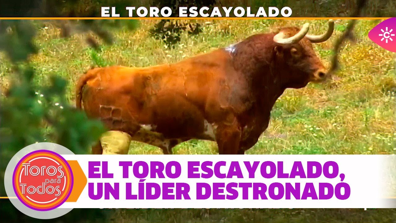 Toros para todos: El toro escayolado, un líder destronado (Vídeo) – Para + info haz clic👆 🇪🇸 ...